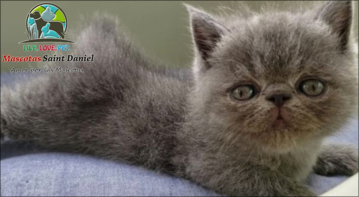 Gato Persa EXOTICO pelo corto Mascotassaintdaniel.com_73_312 - Mascotas ...