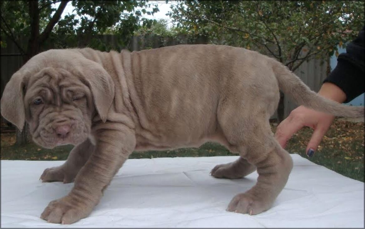 Mastín Napolitano-MASCOTASSAINTDANIEL.COM_4 - Mascotas Saint Daniel