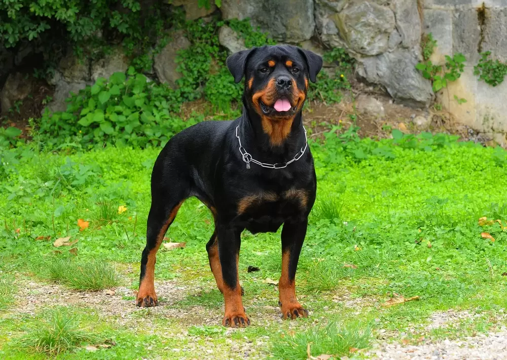 Rottweiler Mascotas Saint Daniel Rottweiler Mascotas Saint Daniel