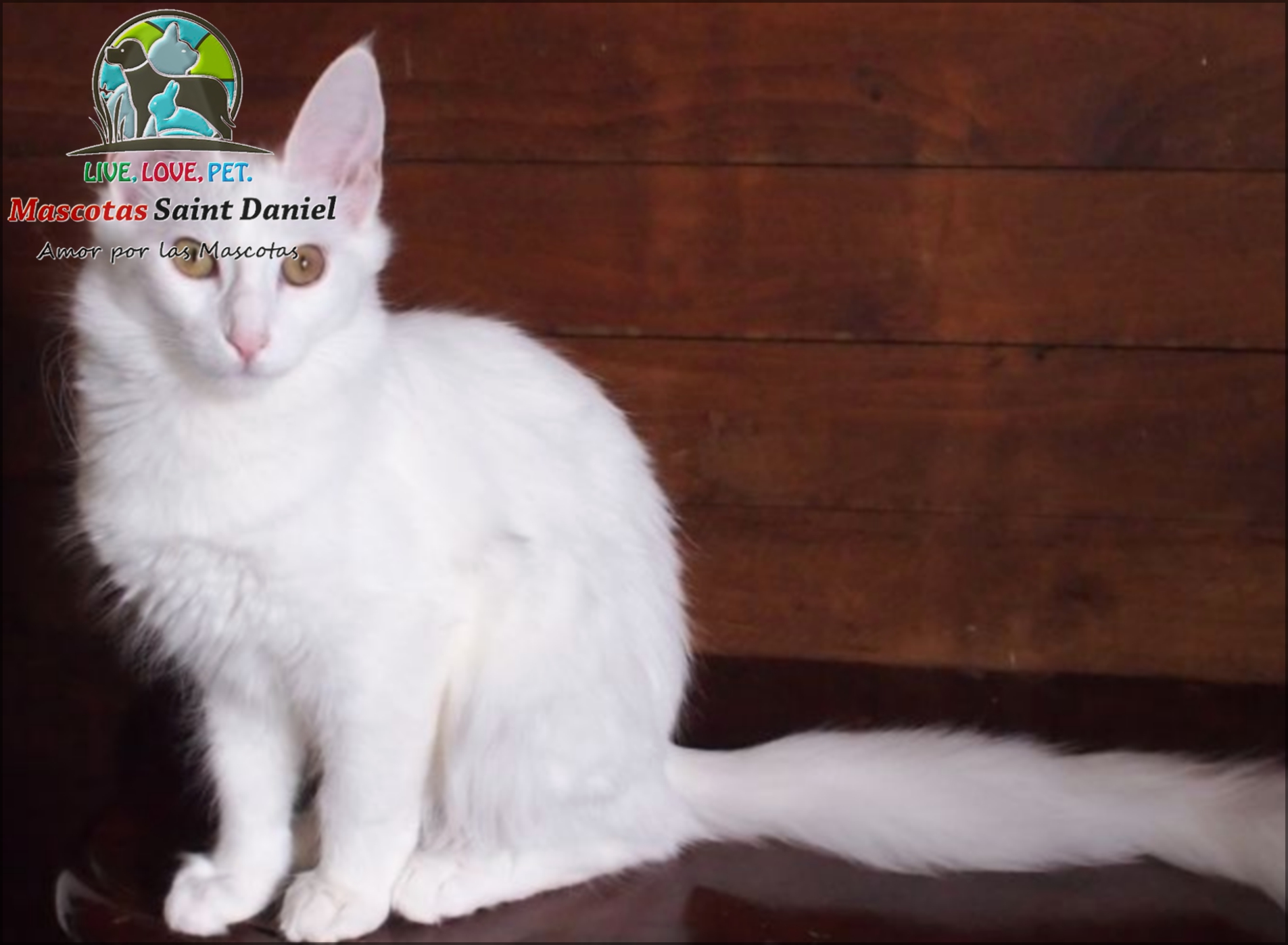 Angora Turco - Mascotas Saint Daniel